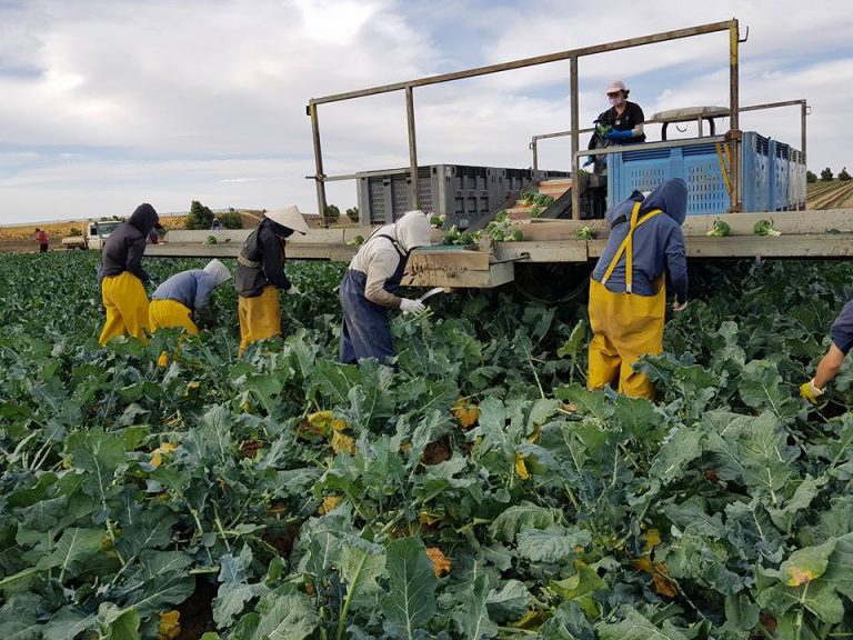 LABOUR SUPPLY IN AUSTRALIA - Vietnamese manpower